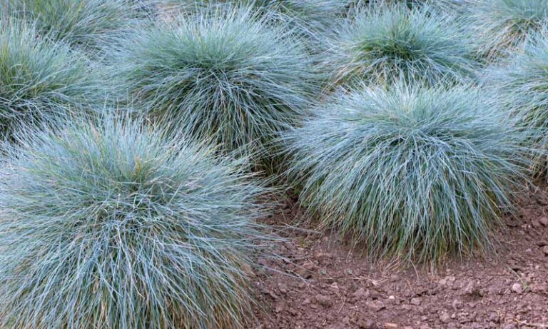 Ornamental Grasses...and How to Use Them