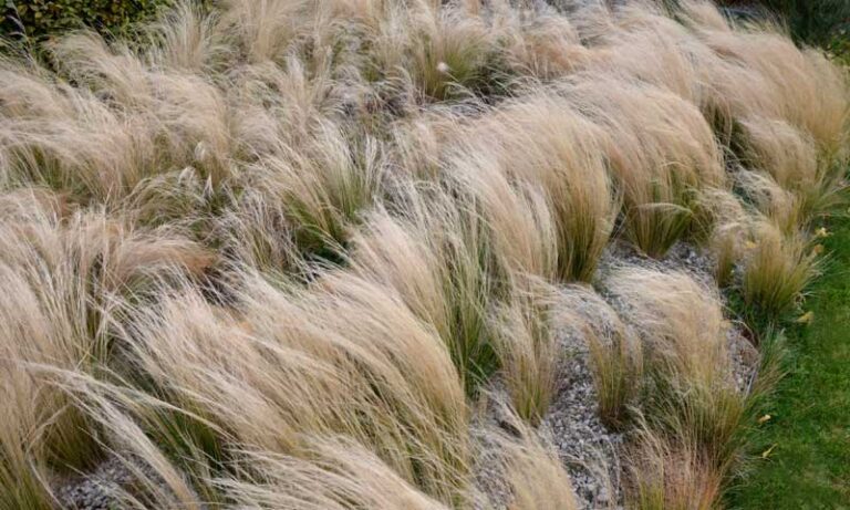 Ornamental Grasses...and How to Use Them